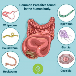 10 Signs You Might Have Parasites and How to Prevent them