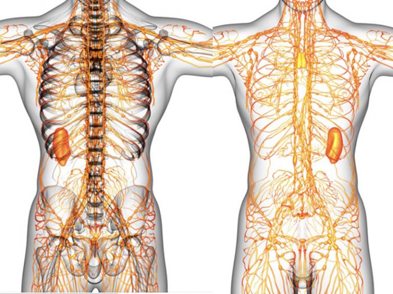 Lymphatic System | How to Keep it Healthy and Happy
